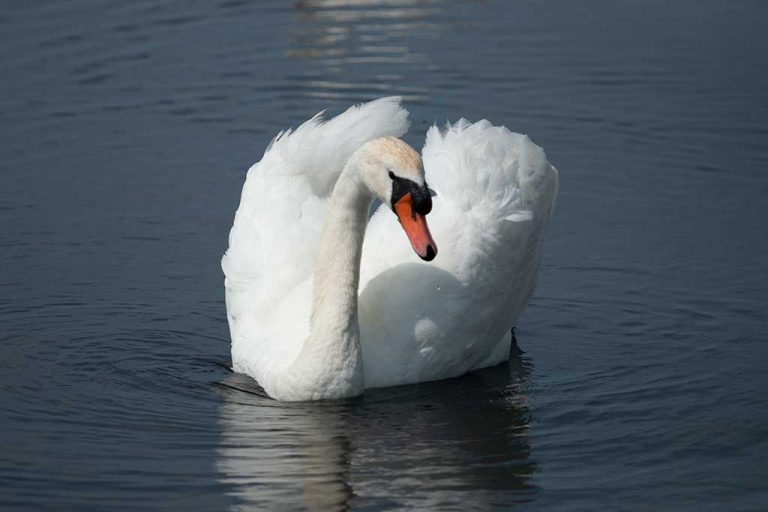 Abbotsbury Swannery - admission price and info | Dorset Guide