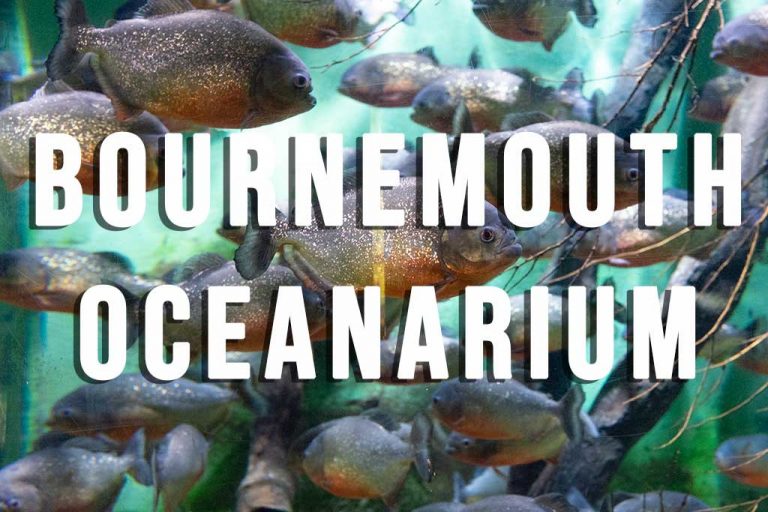 Splashdown Waterpark Poole - Ticket Prices | Dorset Guide