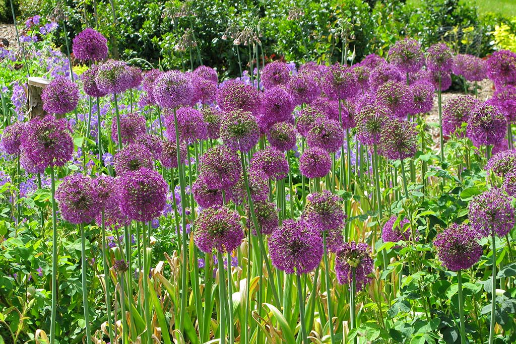 Kingston Lacy House and Gardens - Admission Fee Info | Dorset Guide