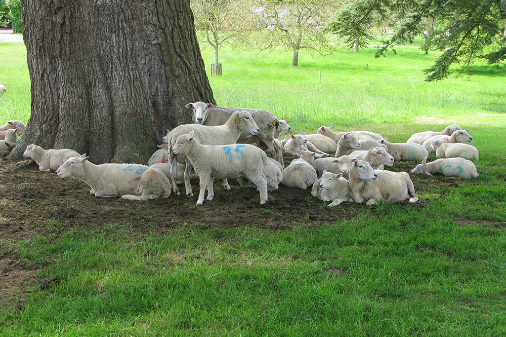 Kingston Lacy House and Gardens - Admission Fee Info | Dorset Guide