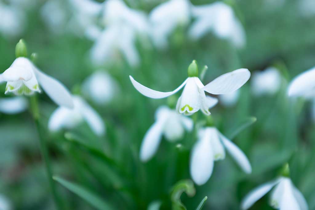 Kingston Lacy House and Gardens - Admission Fee Info | Dorset Guide