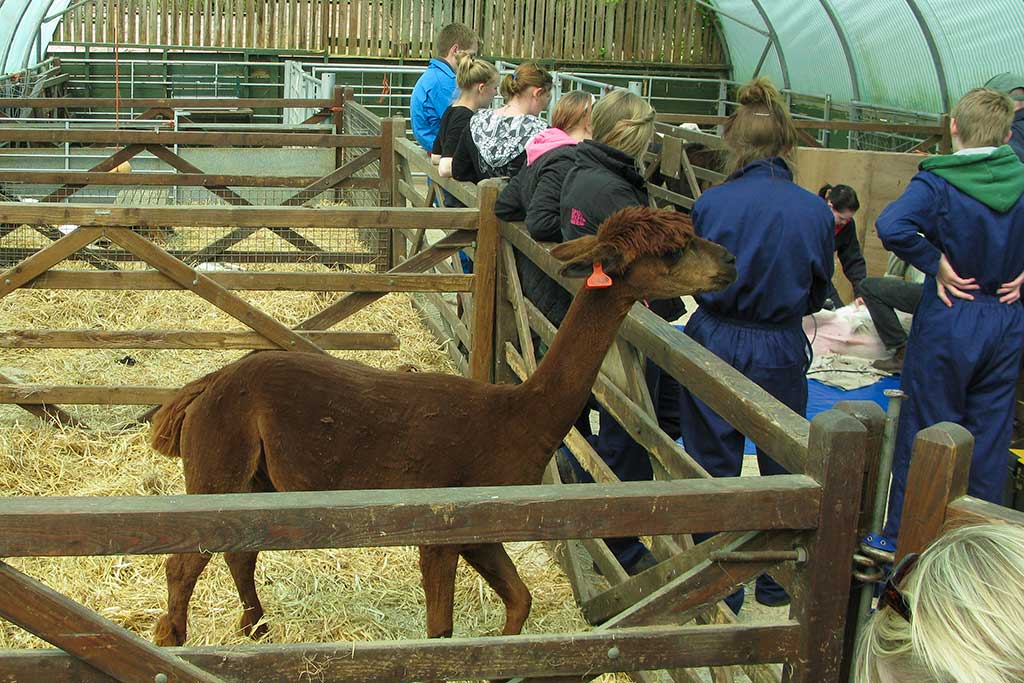 Kingston Maurward House - Visitor Information | Dorset Guide