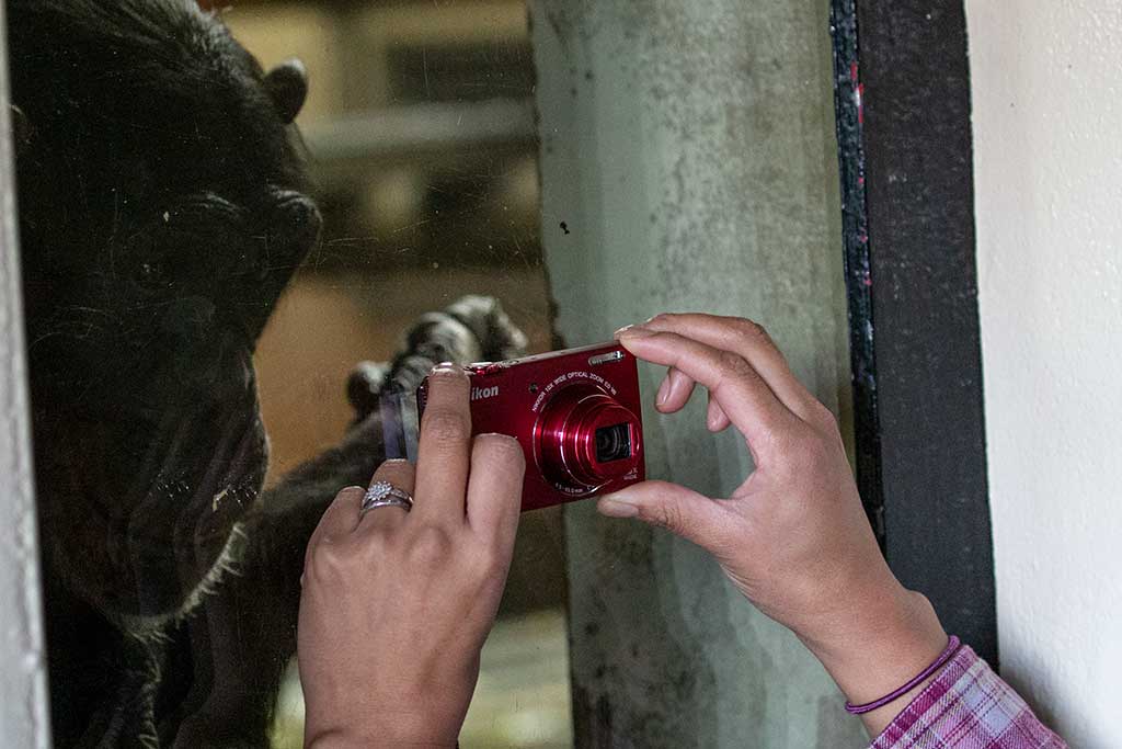 Monkey World - Visitor Information and Ticket Price | Dorset Guide