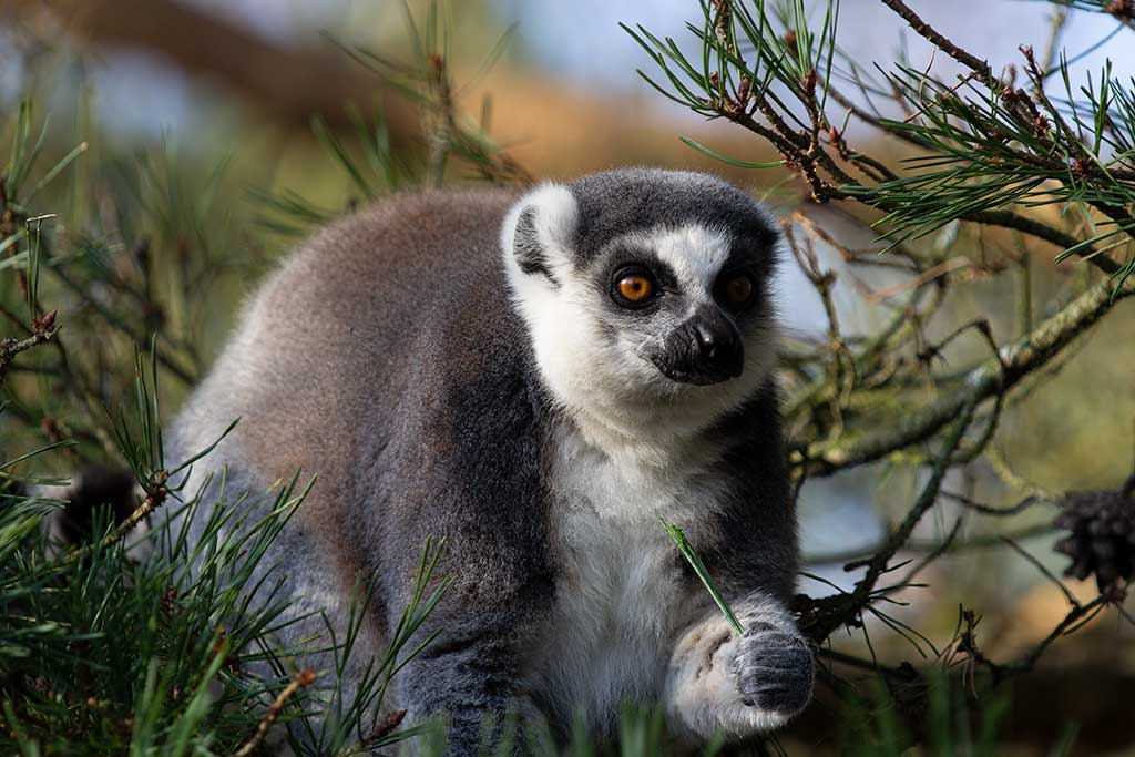 Monkey World - Visitor Information and Ticket Price | Dorset Guide