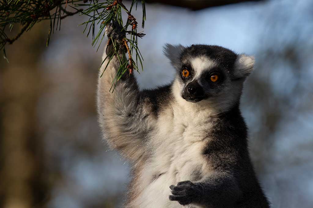 Monkey World - Visitor Information and Ticket Price | Dorset Guide