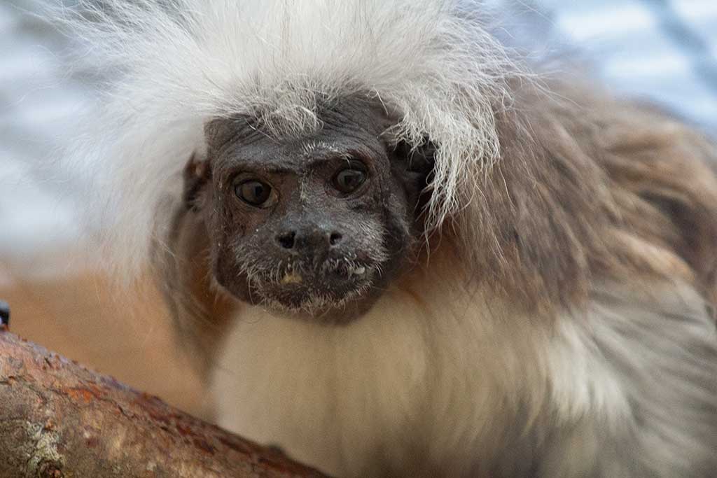 Monkey World - Visitor Information and Ticket Price | Dorset Guide