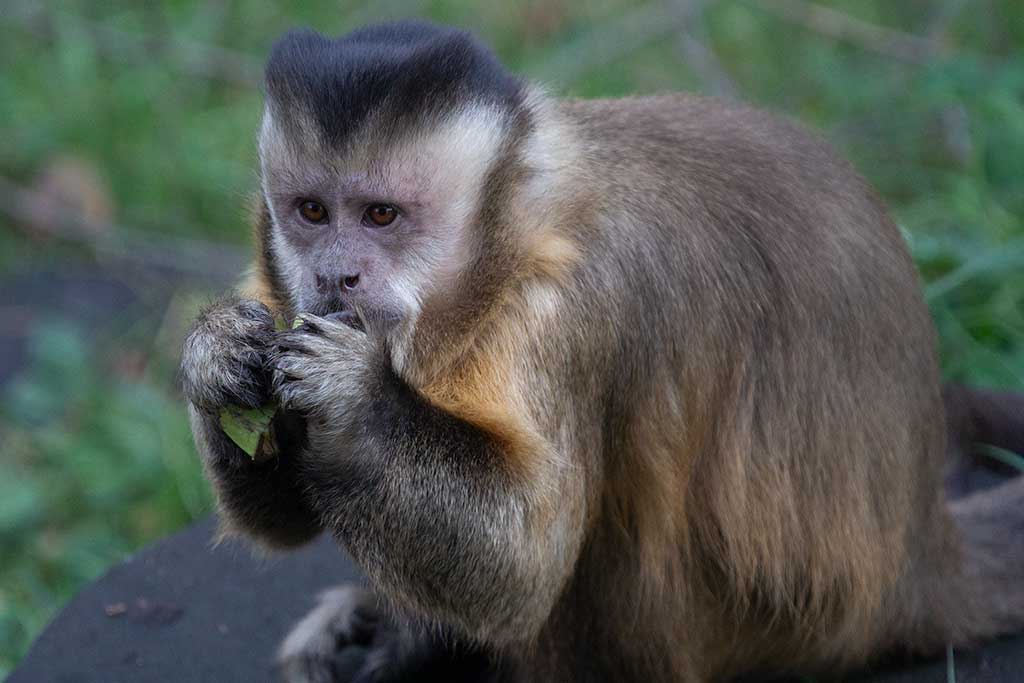 Monkey World - Visitor Information and Ticket Price | Dorset Guide
