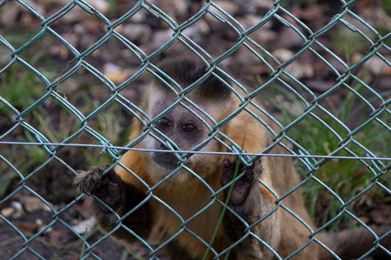 Monkey World - Visitor Information and Ticket Price | Dorset Guide