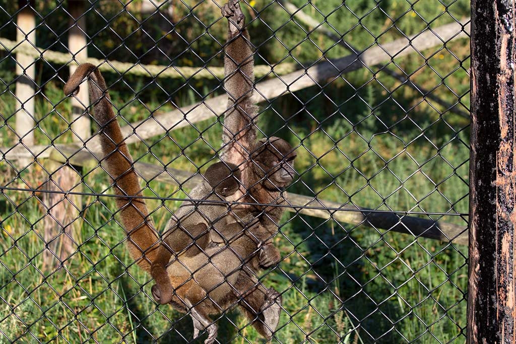 Monkey World - Visitor Information and Ticket Price | Dorset Guide