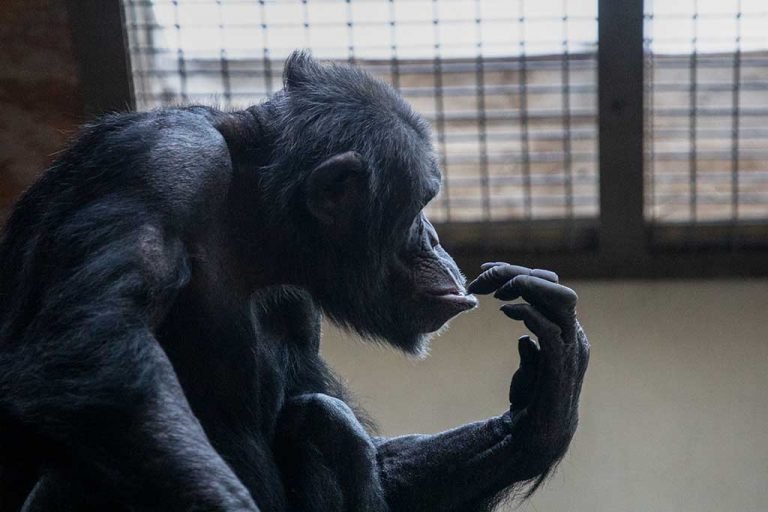 Monkey World - Visitor Information and Ticket Price | Dorset Guide