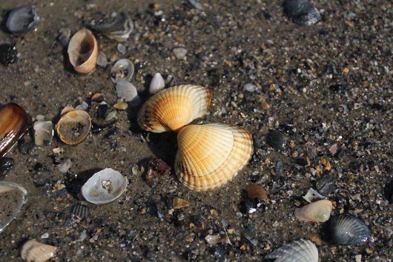Shell Bay Beach Studland - Dorset Guide
